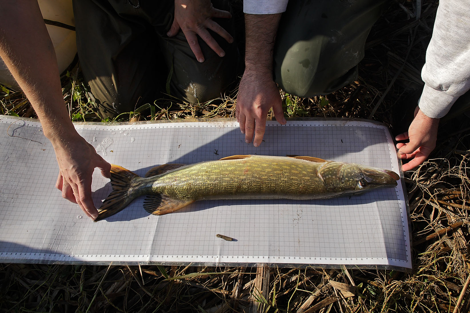 Reserva Natural de Sebes Flix Terres de l'Ebre